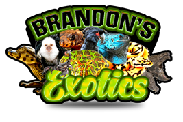 Another Porn Star Makes Good: Mr.Marcus' Former Girlfriend Kacey Kox ...